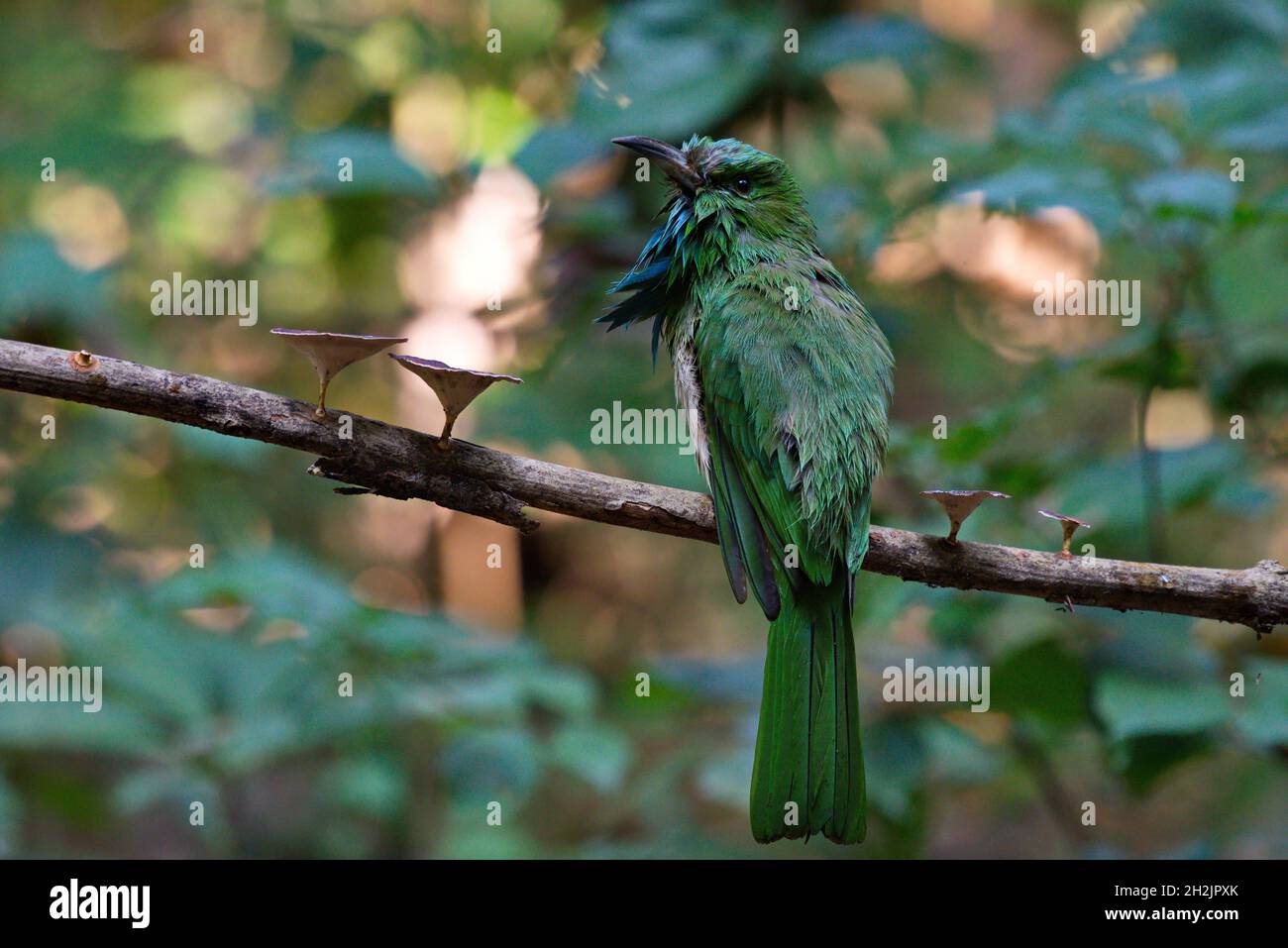blue bearded bee eater Stock Photo - Alamy