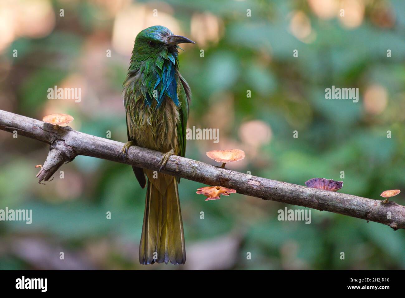 blue bearded bee eater Stock Photo - Alamy