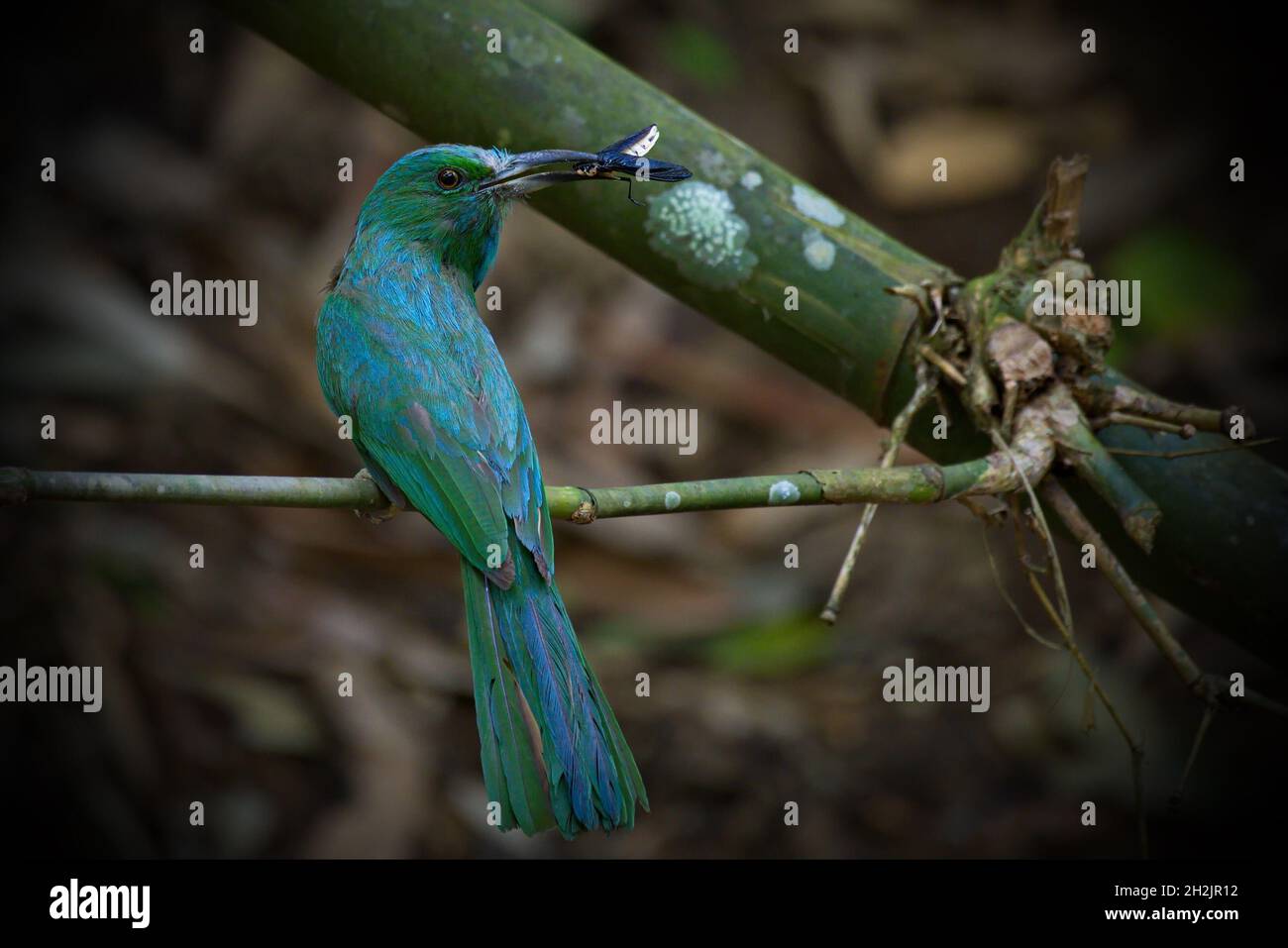 blue bearded bee eater Stock Photo - Alamy