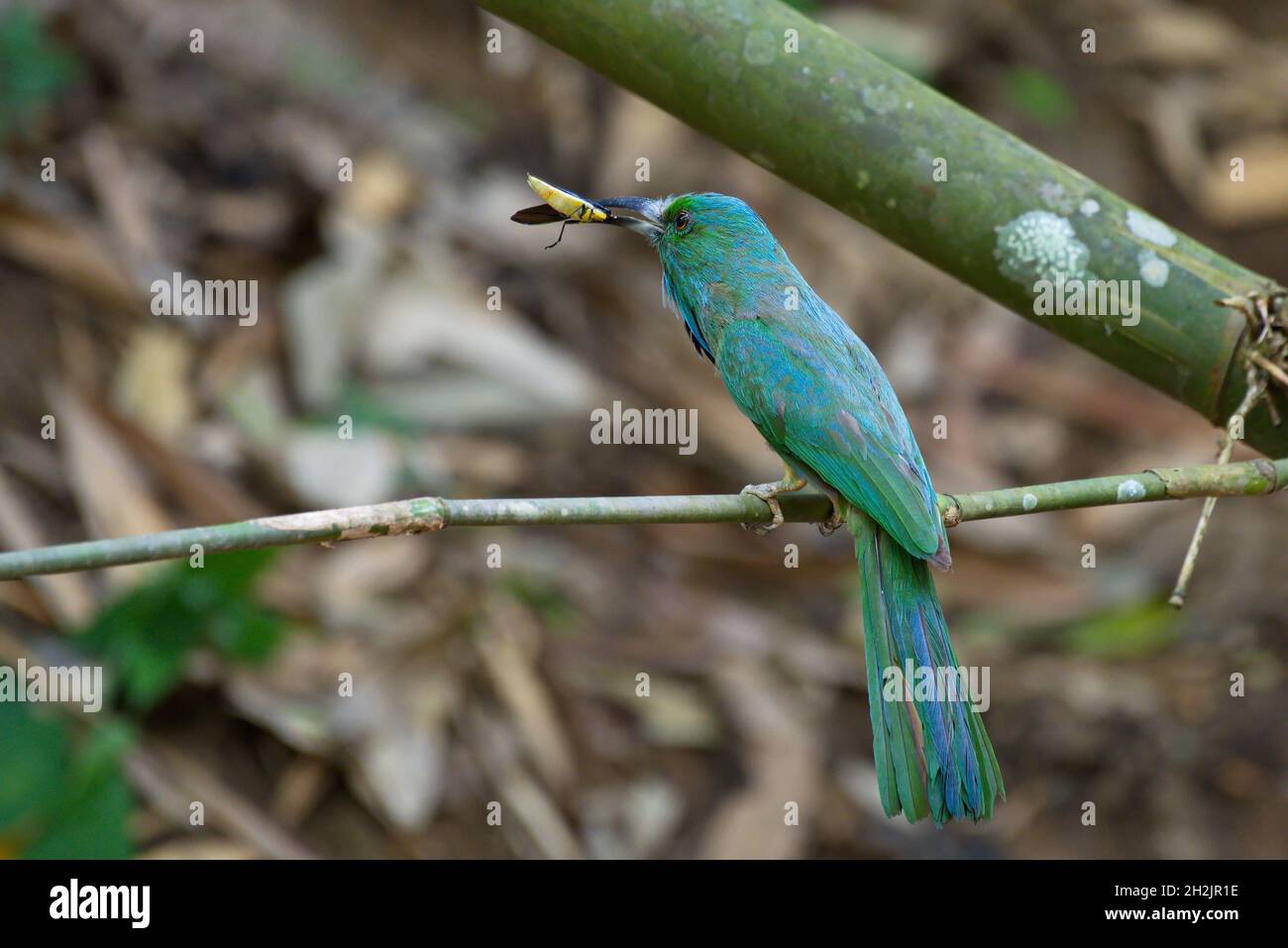 blue bearded bee eater Stock Photo - Alamy