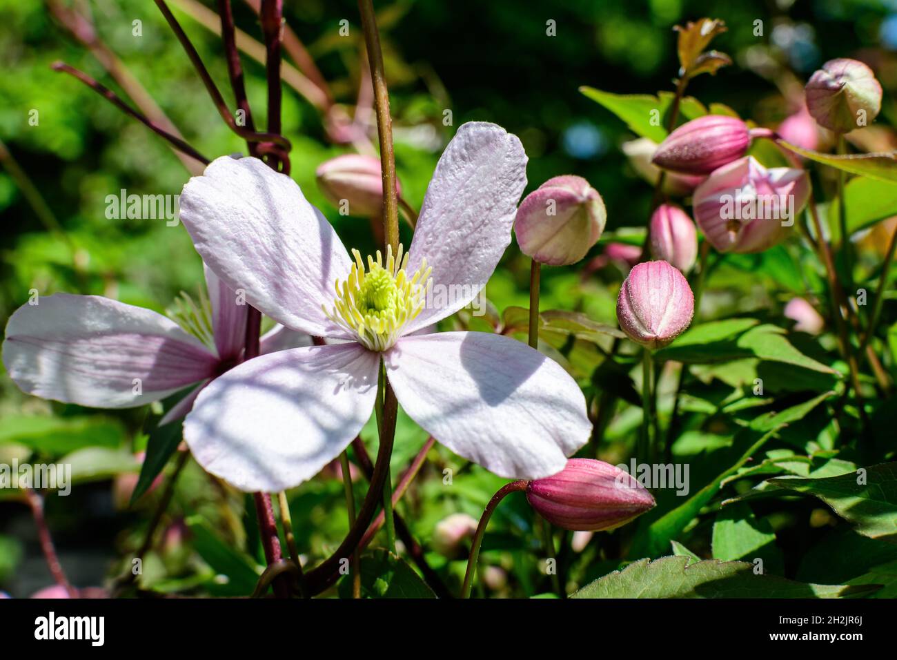 One delicate light pink and white purple clemati flower and many buds ...