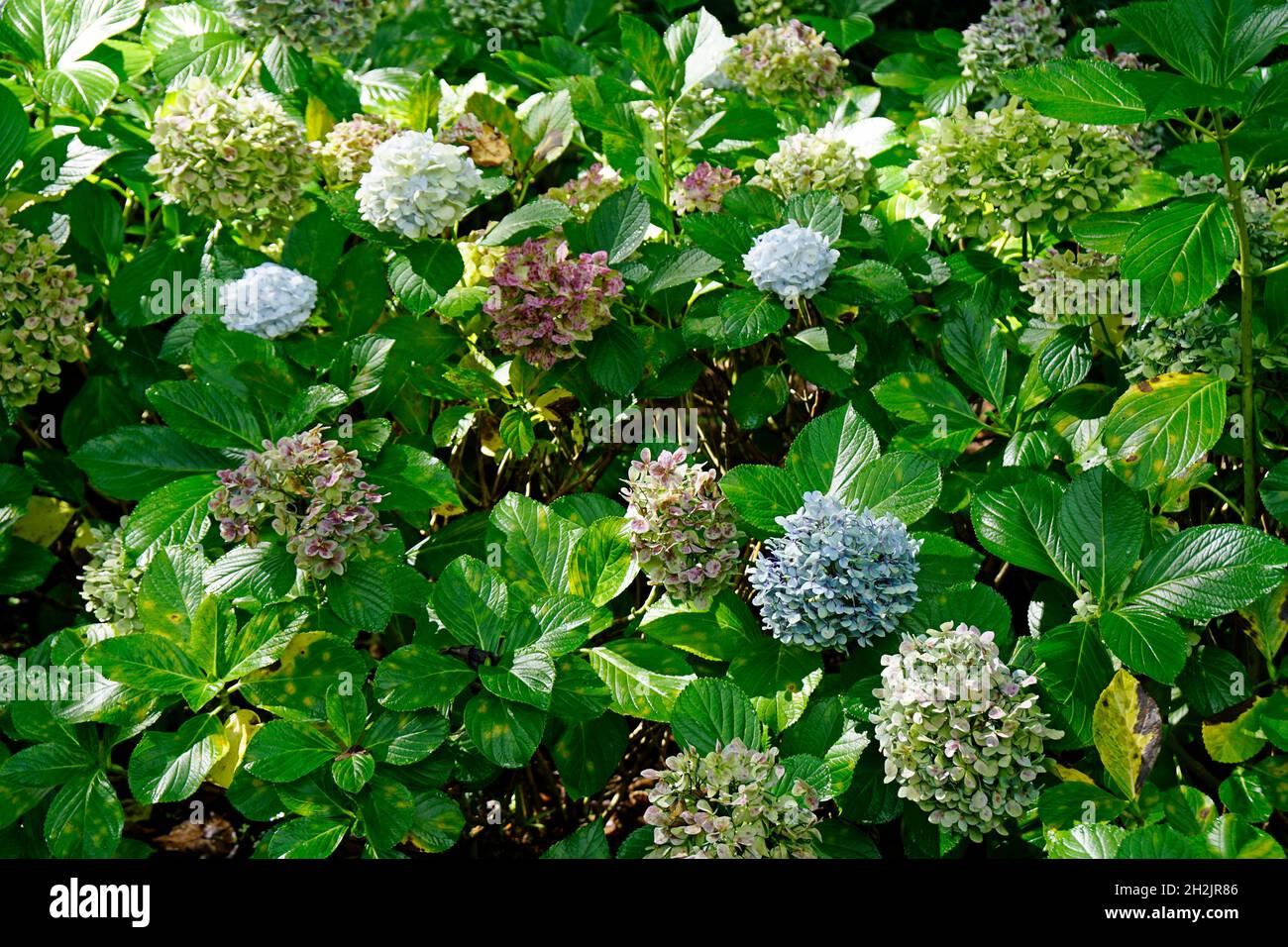 huge colorful hydrangea flowers on the azores islands Stock Photo - Alamy