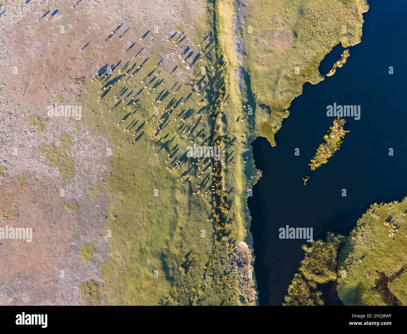 Aerial countryside sheep farm near hi-res stock photography and images - Alamy