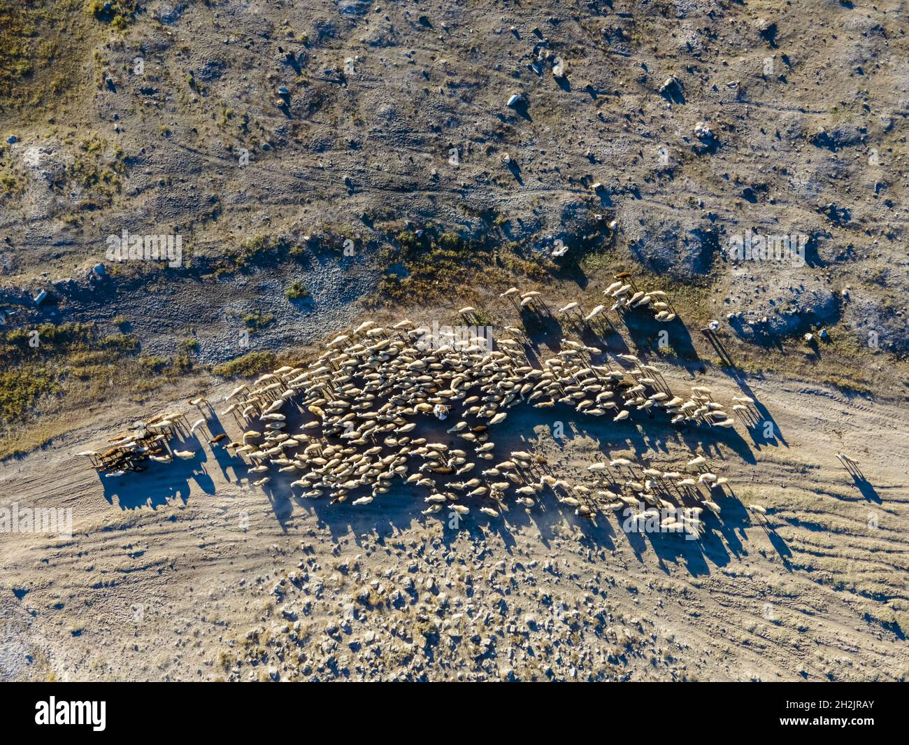 Aerial view of a herd of sheep on wild land Stock Photo - Alamy