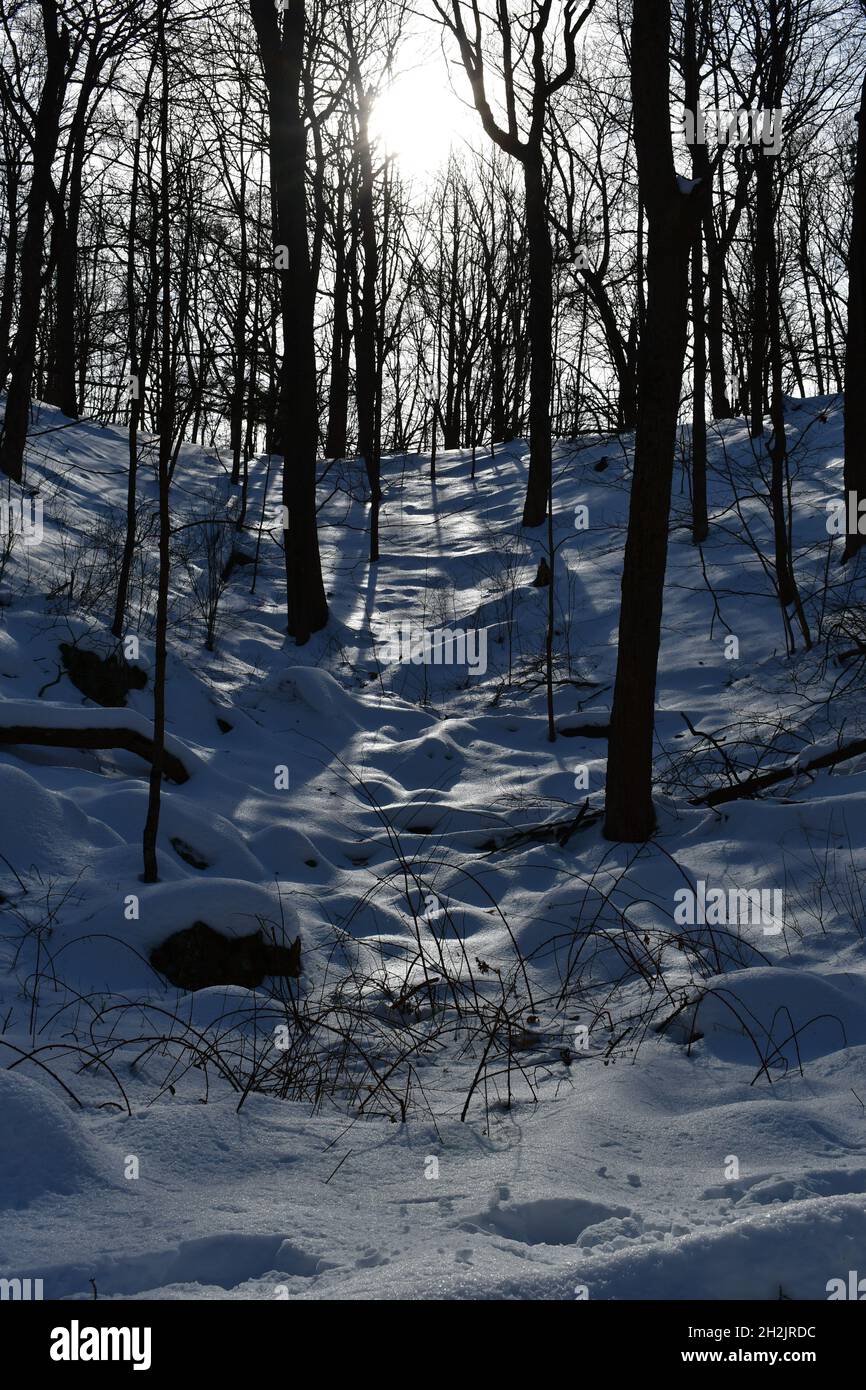 Sunset in the Woods Stock Photo - Alamy