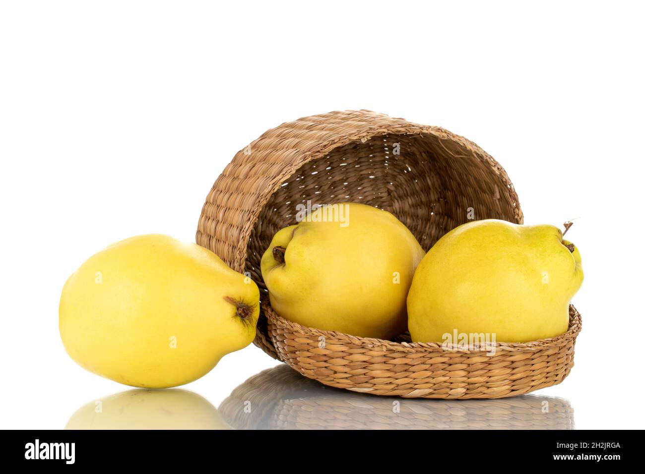 Three bright yellow organic quince with a basket, close-up, isolated on ...