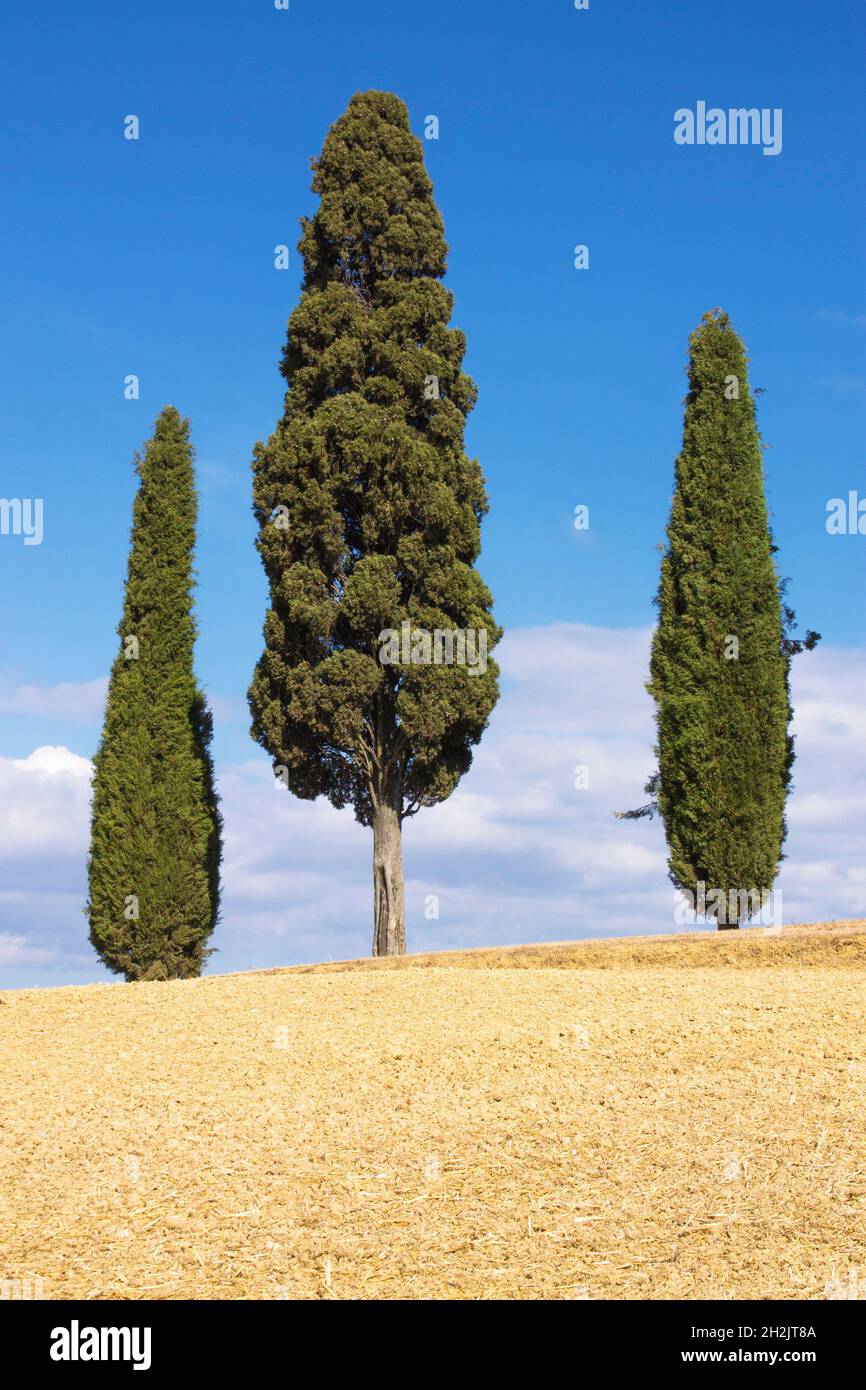 rural scenary in tuscany with cypress tree Stock Photo - Alamy