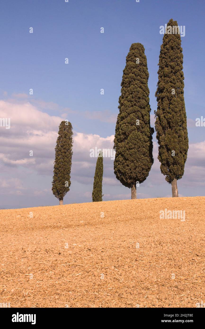 rural scenary in tuscany with cypress tree Stock Photo - Alamy