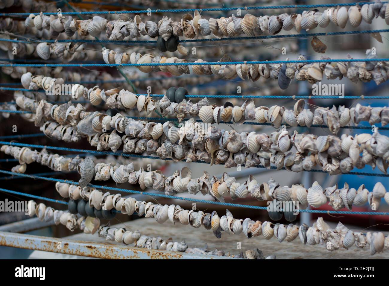 Seashells hanging on rope hi-res stock photography and images - Alamy