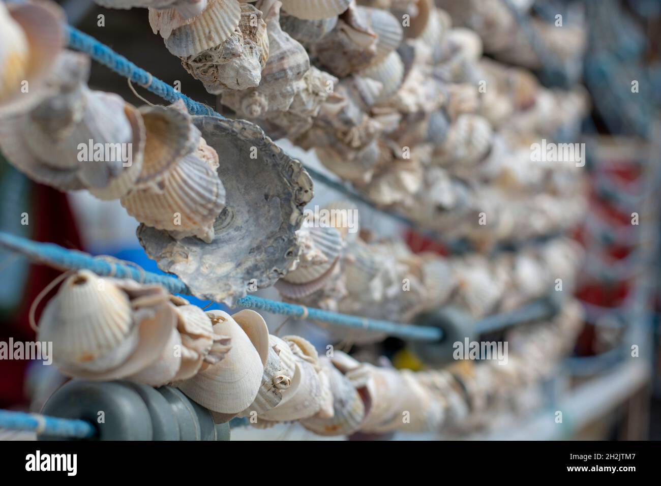 seashells on a rope Stock Photo - Alamy
