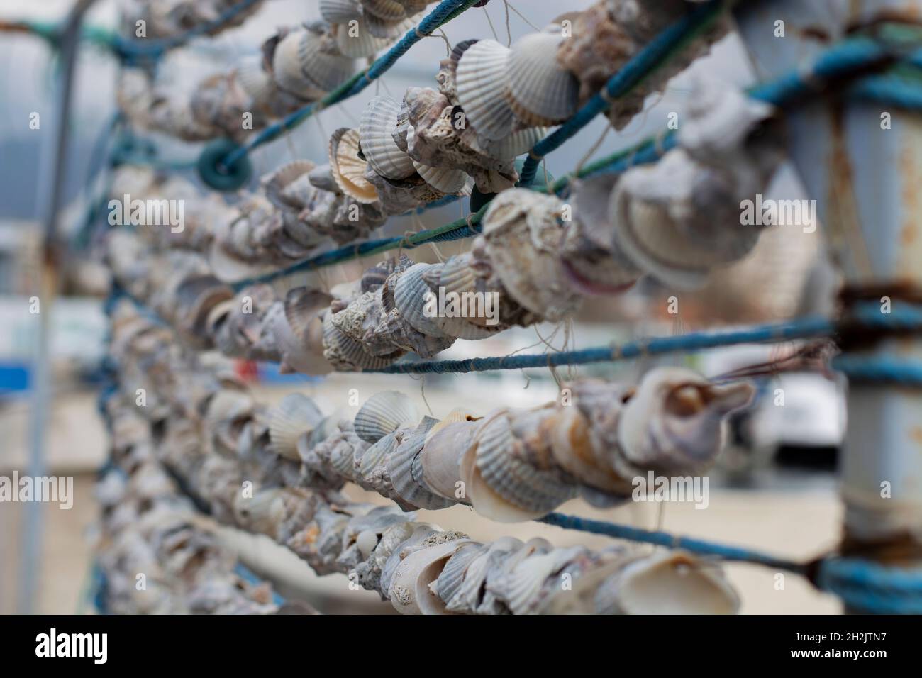 Seashells hanging on rope hi-res stock photography and images - Alamy