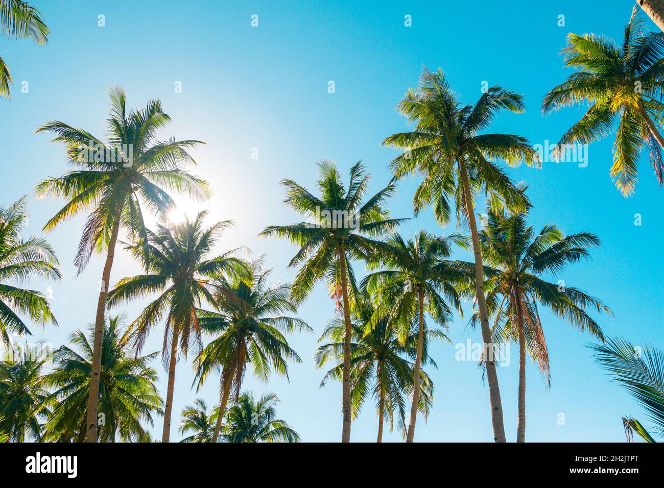 A forest of palm trees Stock Photo - Alamy
