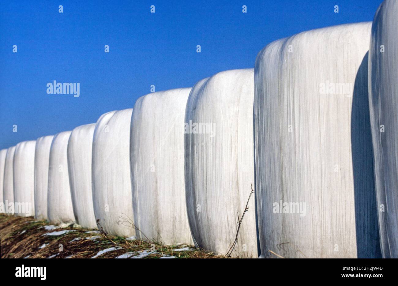 white plastic wrapped silage bales. Photo: Bo Arrhed Stock Photo - Alamy