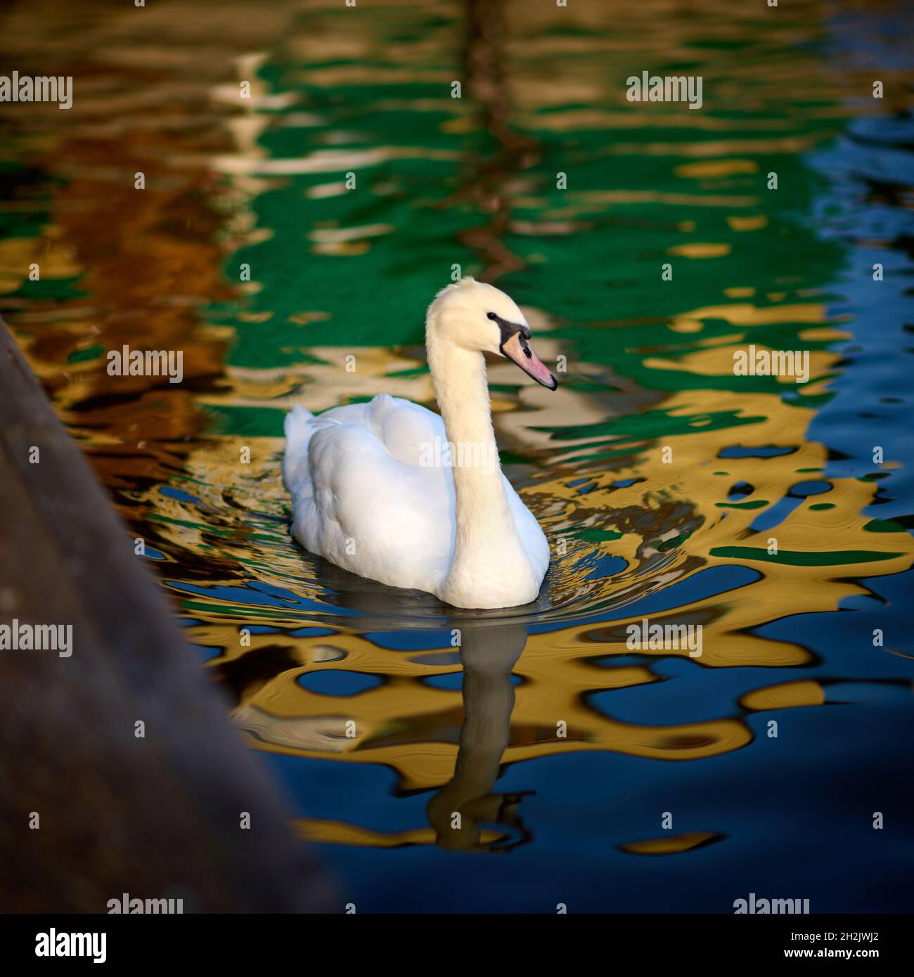 Colourful swan, Stratford upon Avon Stock Photo - Alamy