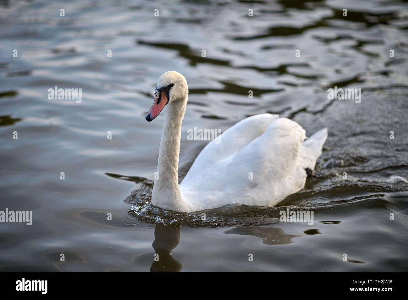 Swan, Stratford upon Avon Stock Photo - Alamy