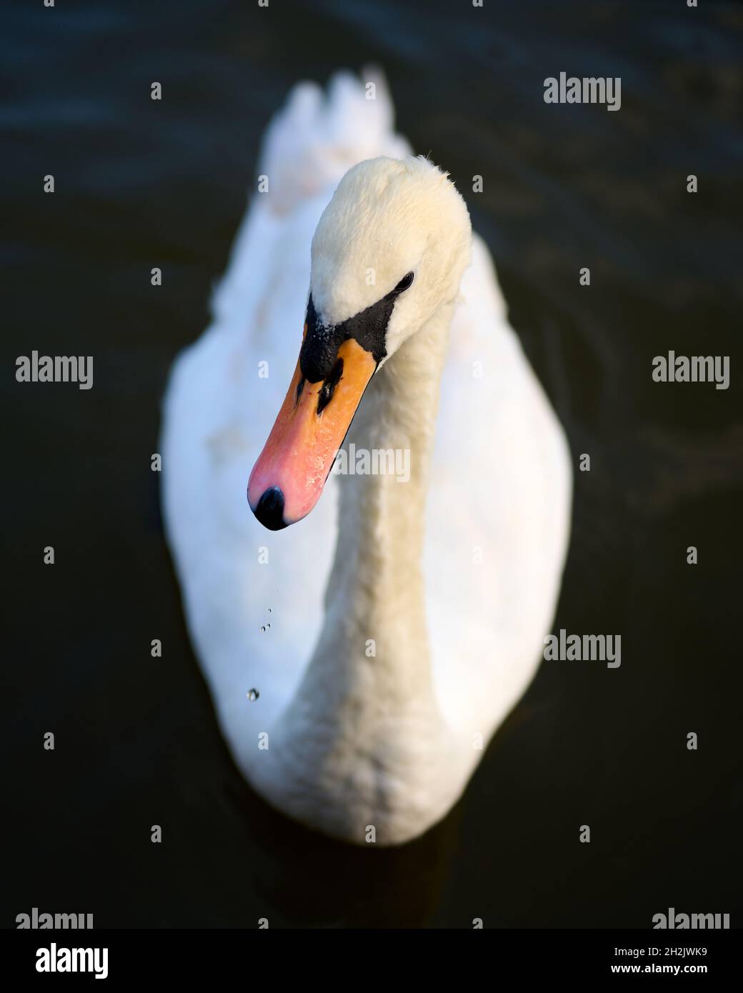 Swan, Stratford upon Avon Stock Photo - Alamy