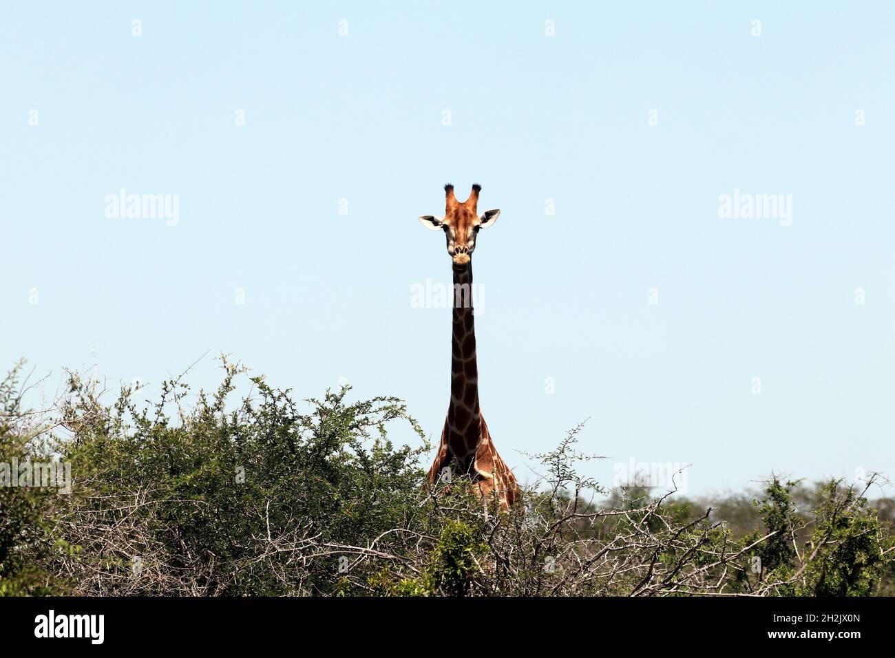 Towering animal hi-res stock photography and images - Alamy