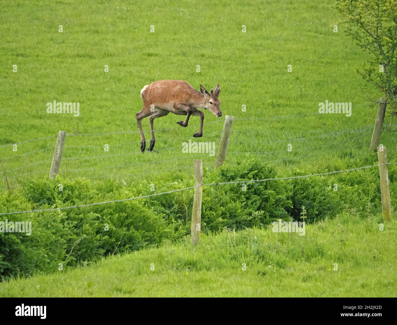 Stag leap hi-res stock photography and images - Alamy
