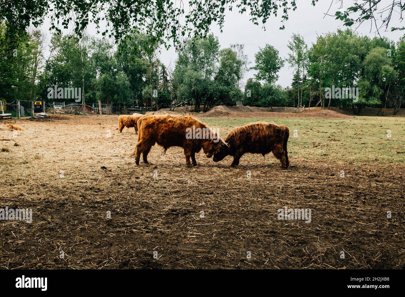 Highland. A Scottish breed of rustic cattle Stock Photo - Alamy