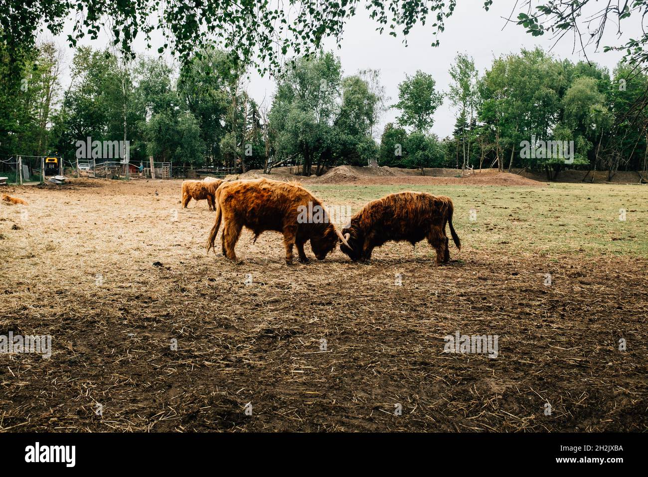 Highland. A Scottish breed of rustic cattle Stock Photo - Alamy