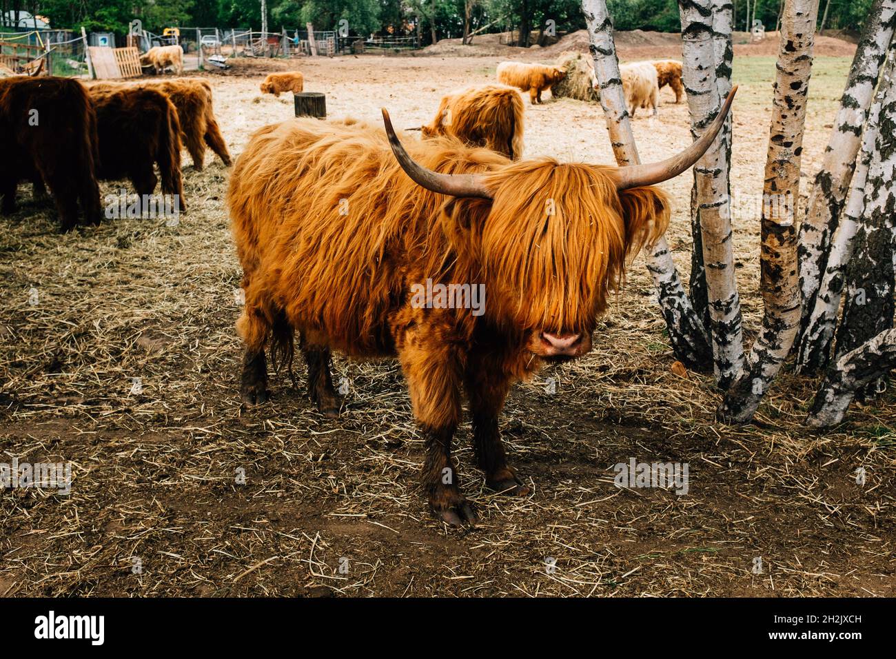 Highland. A Scottish breed of rustic cattle Stock Photo - Alamy