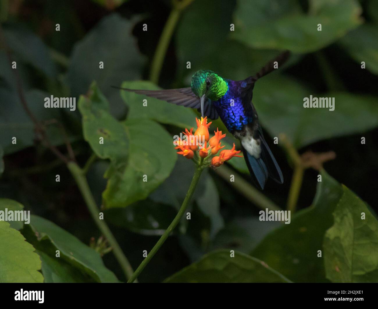 Beija flor hi-res stock photography and images - Alamy