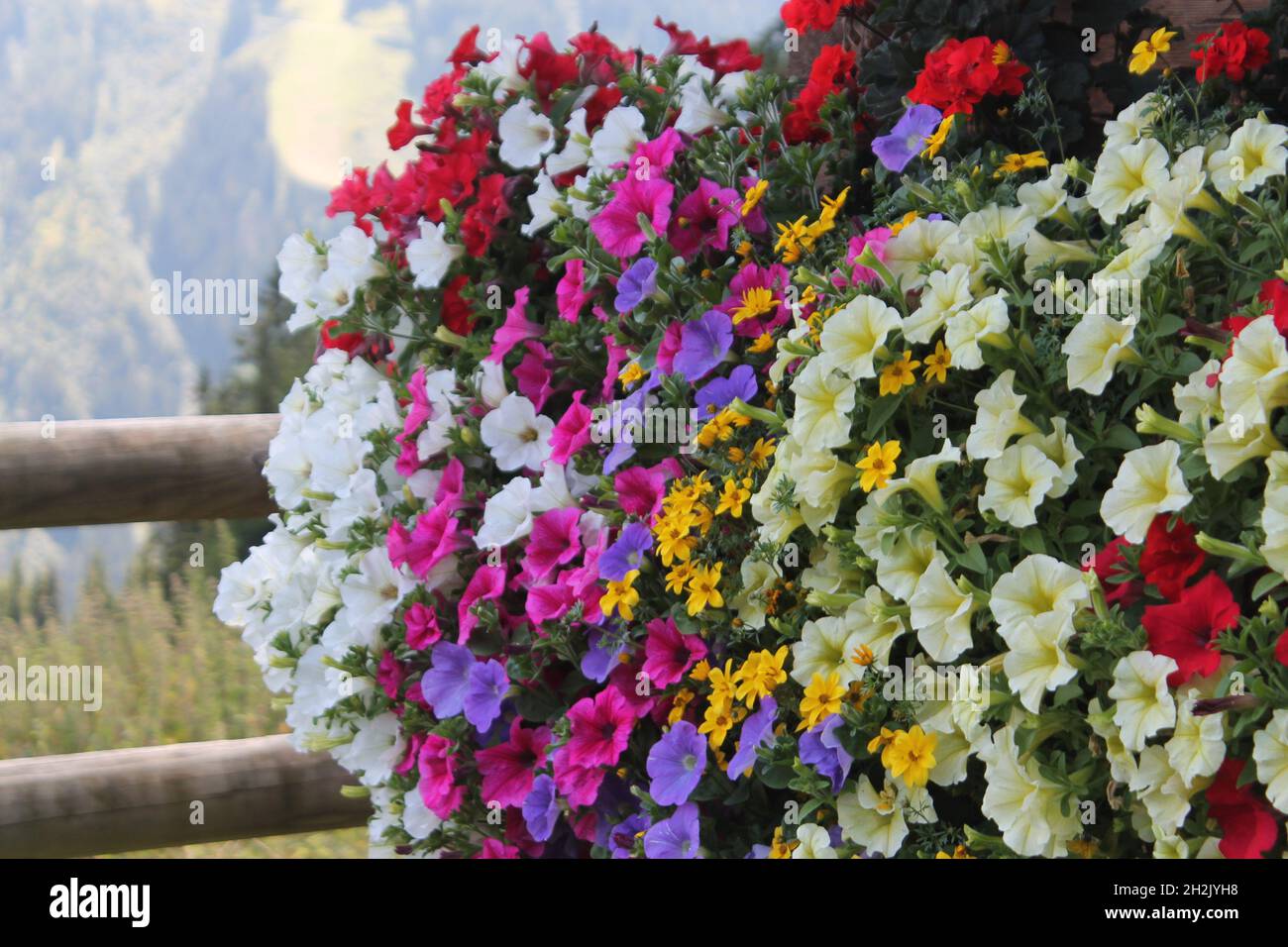 colorful Petunia in the garden Stock Photo - Alamy