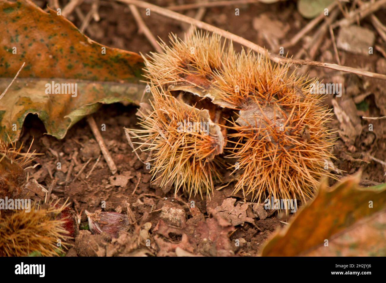 Chestnut Hedgehog High Resolution Stock Photography and Images - Alamy