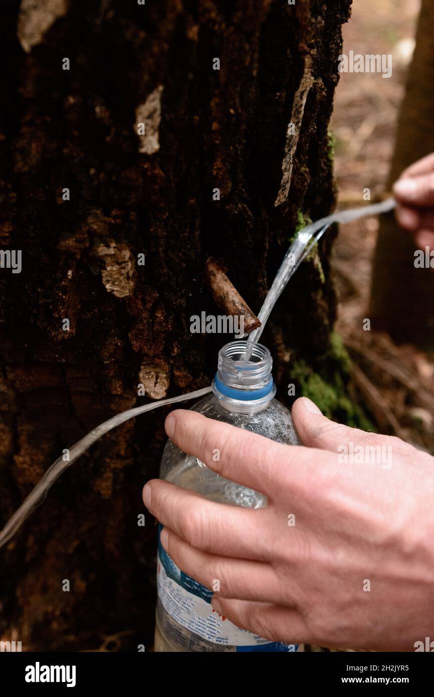 Collecting birch sap in the spring, useful and tasty natural juice ...
