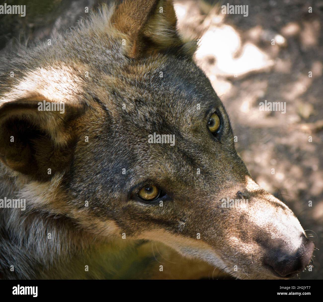 wolf portrait taken on central italy mountains Stock Photo - Alamy