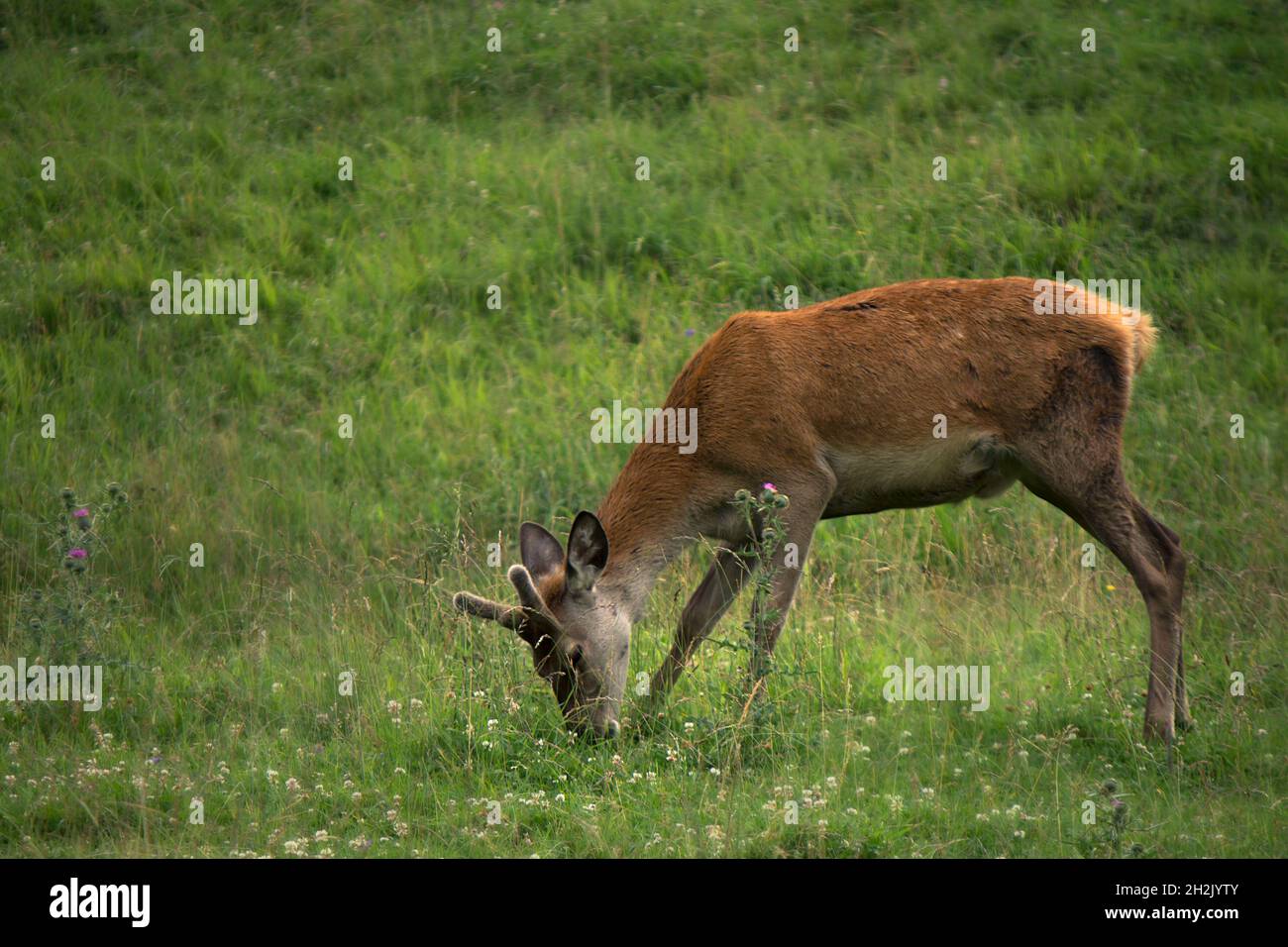 deer at rest on mountain Stock Photo - Alamy