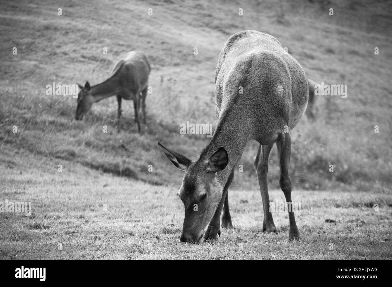 deer at rest on mountain Stock Photo - Alamy