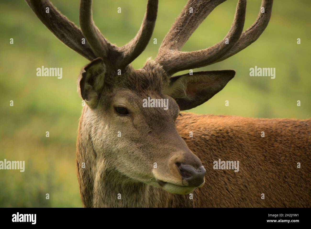 deer at rest on mountain Stock Photo - Alamy
