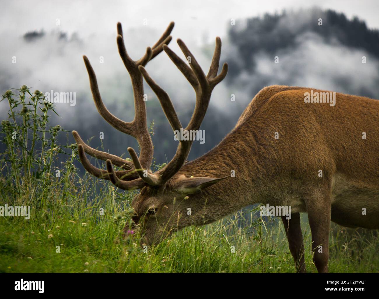 deer at rest on mountain Stock Photo - Alamy