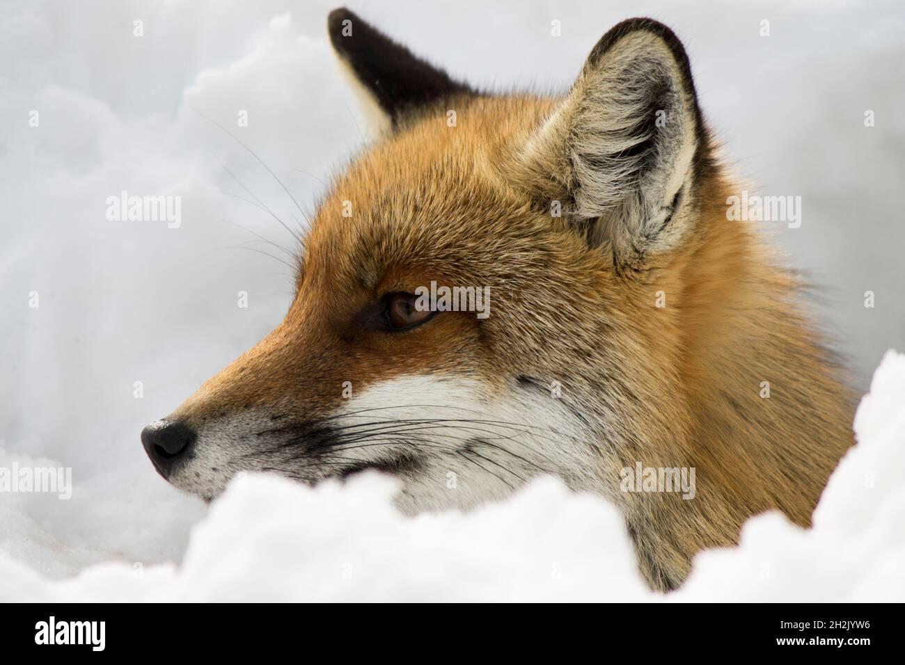 red fox in the snow Stock Photo - Alamy