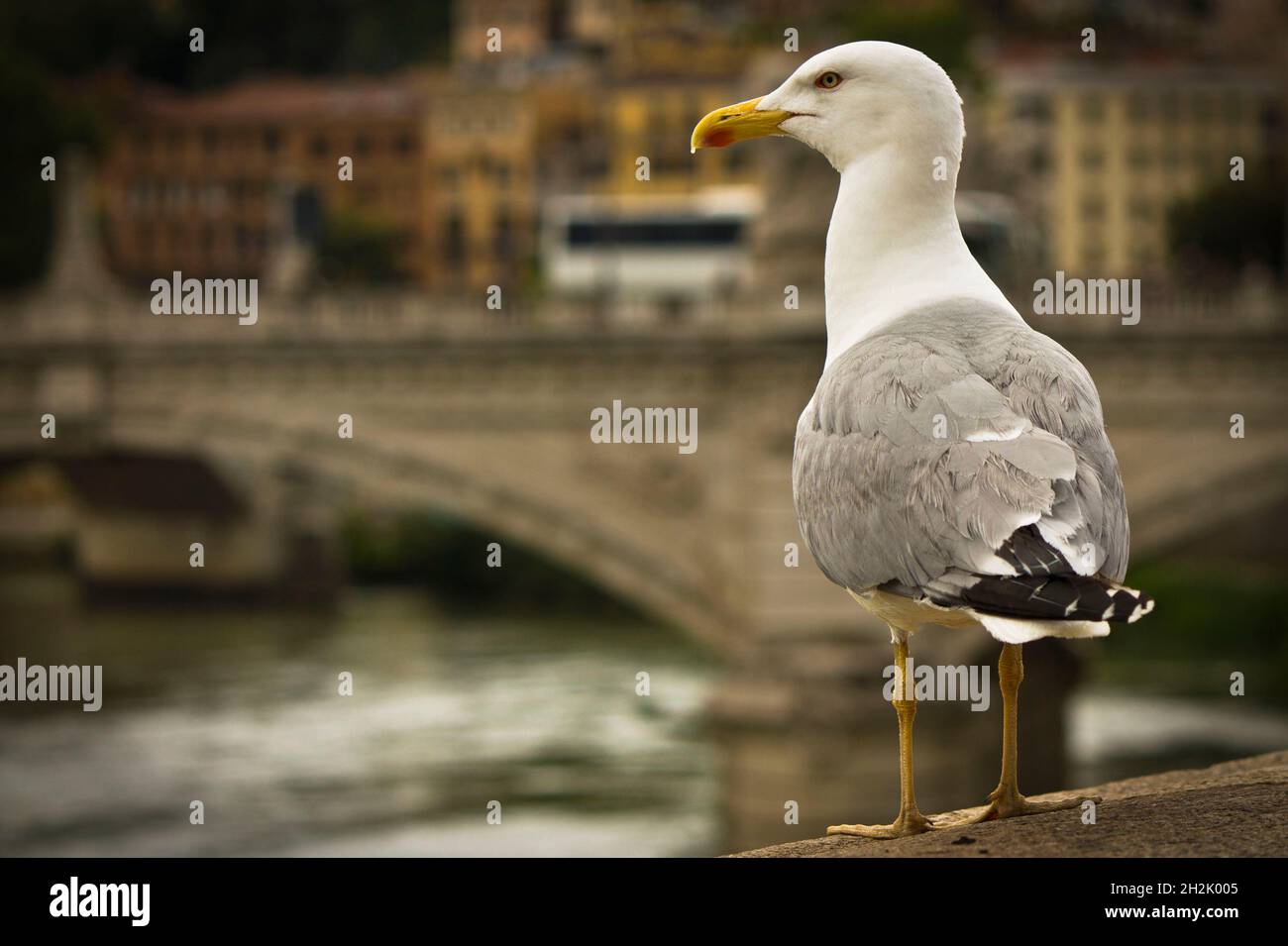 Birdwatching in rome hi-res stock photography and images - Alamy