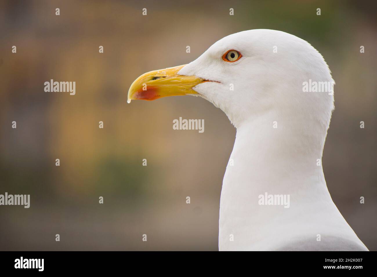 Birdwatching in rome hi-res stock photography and images - Alamy