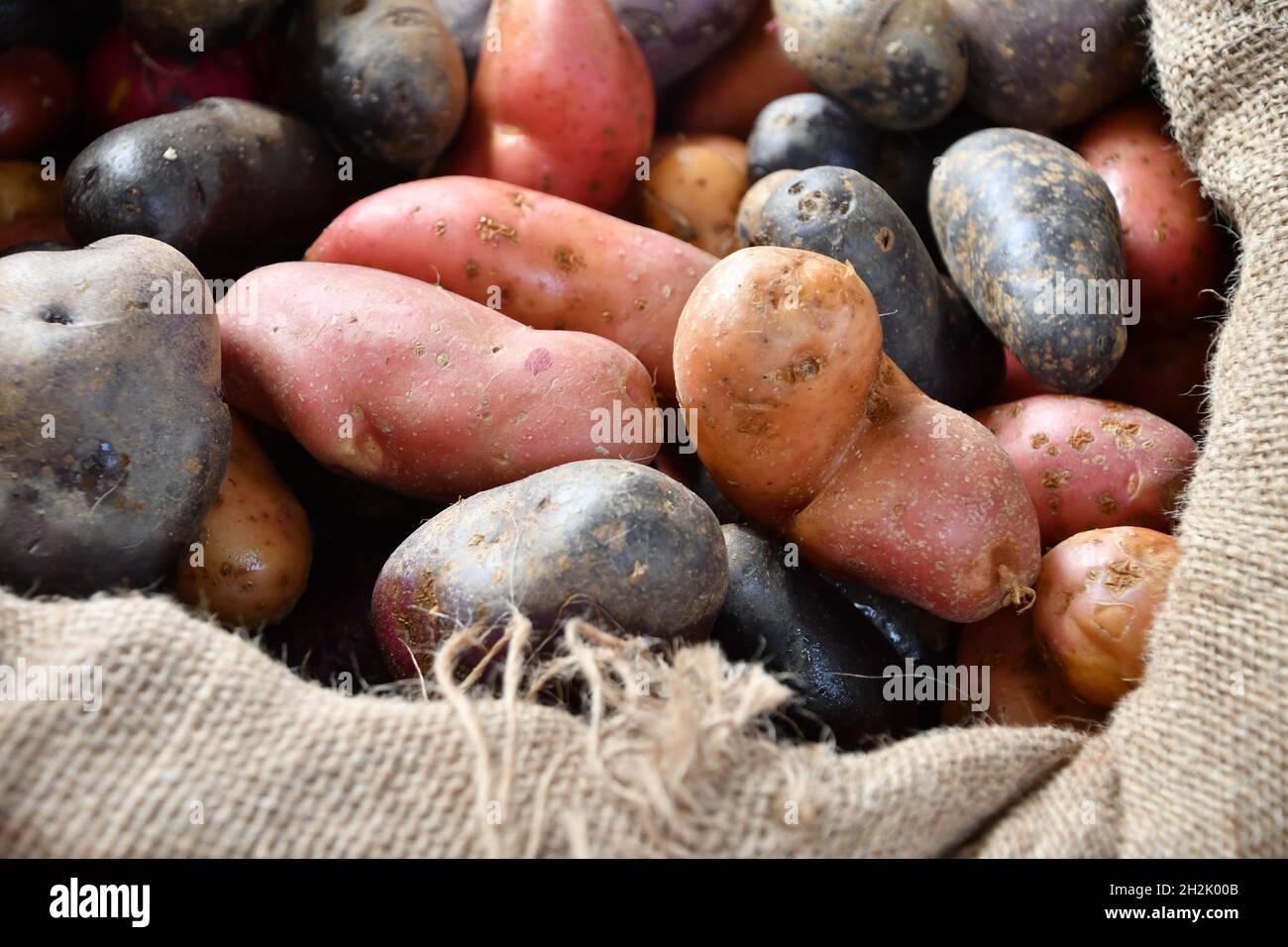 Sack of colorful potatoes Stock Photo - Alamy