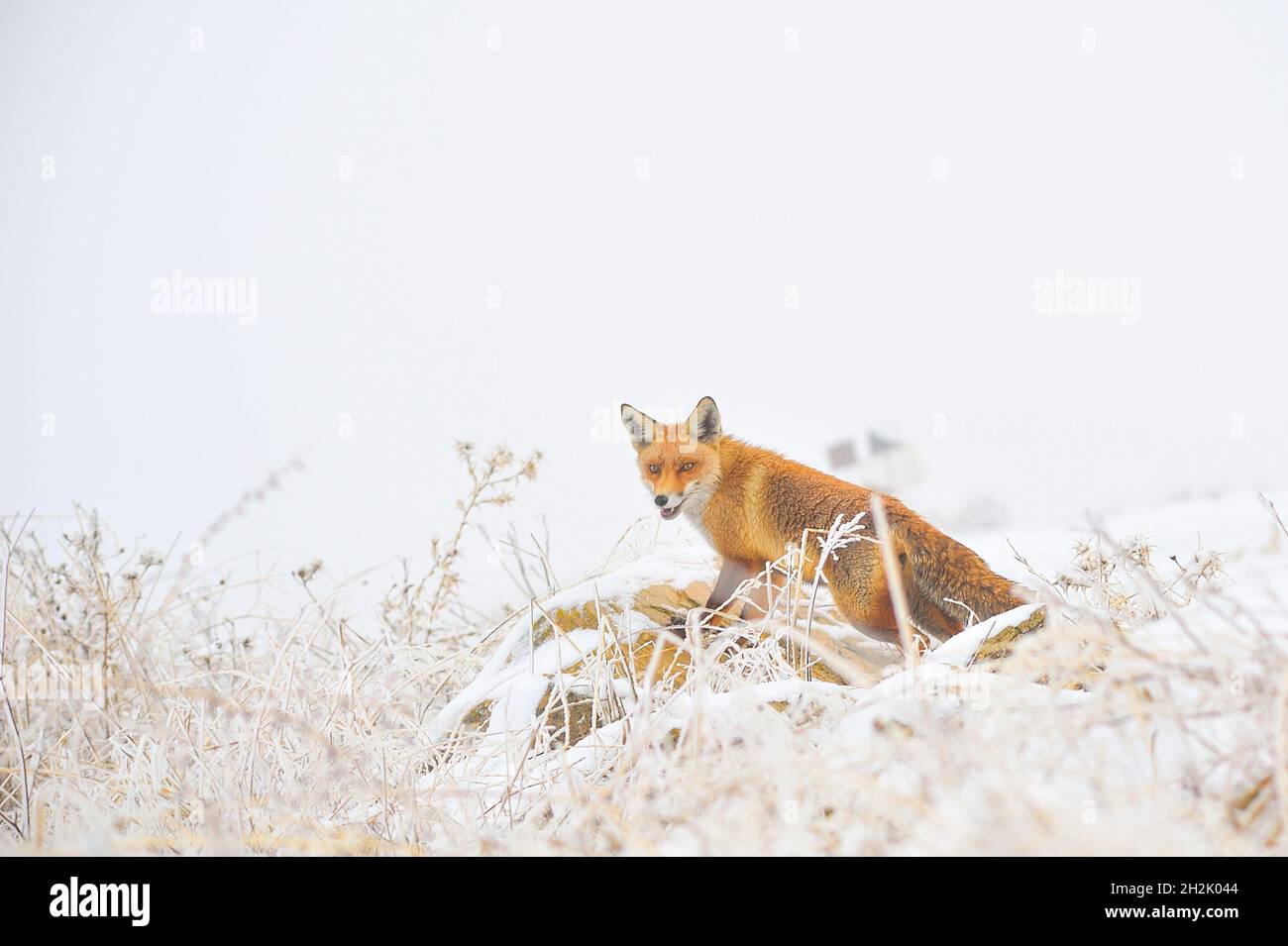 Fox sniffing in full freedom, in snowy field Stock Photo - Alamy