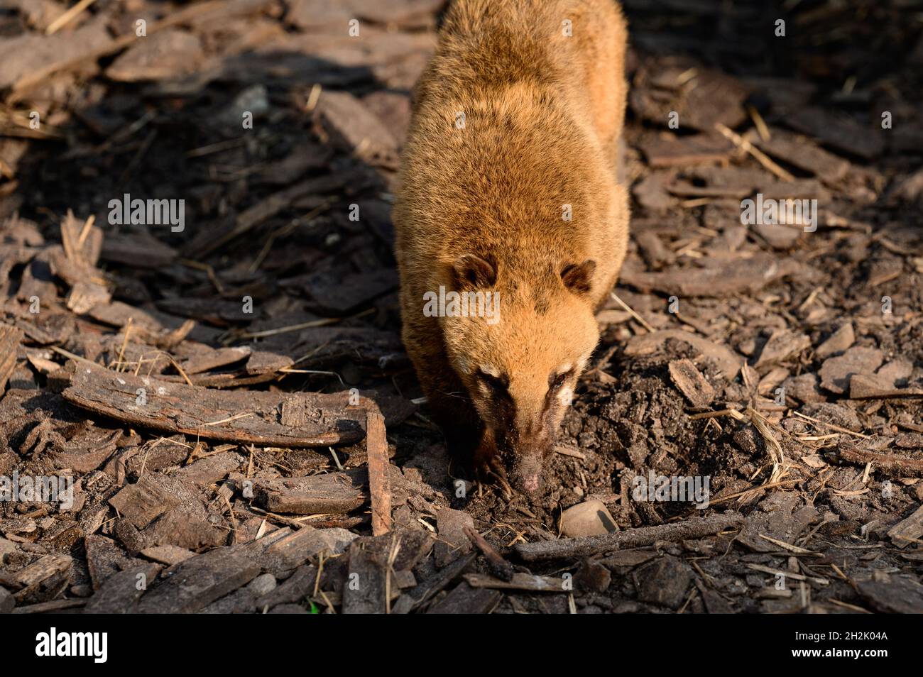 Nasua is a genus of carnivorous mammals in the raccoon family ...
