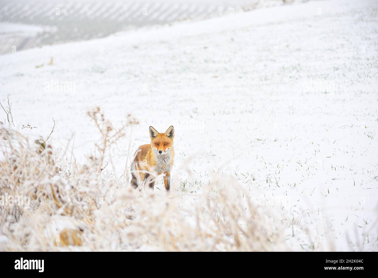 Fox sniffing in full freedom, in snowy field Stock Photo - Alamy