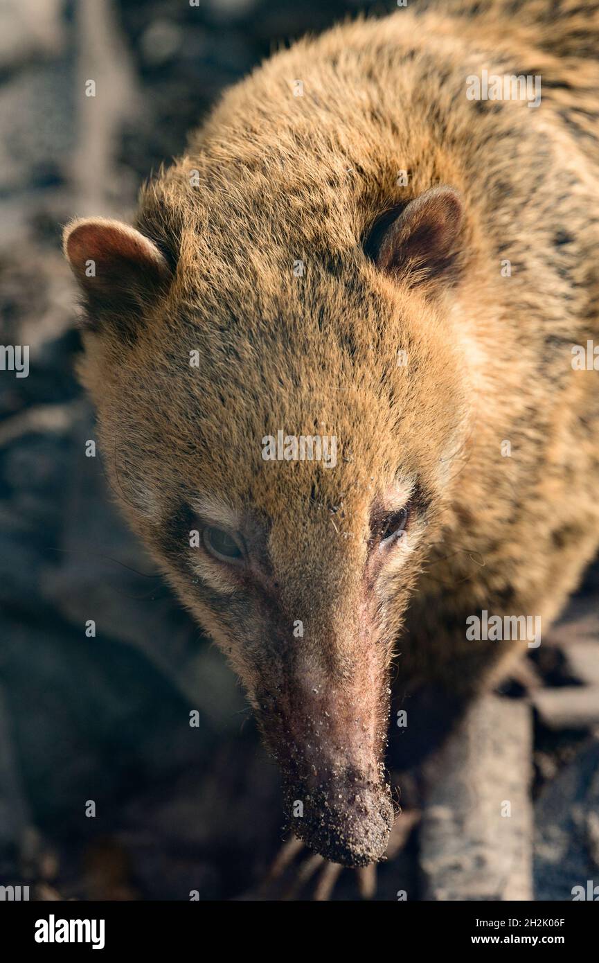 Nasua is a genus of carnivorous mammals in the raccoon family ...