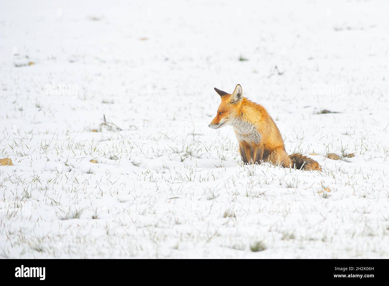 Fox sniffing in full freedom, in snowy field Stock Photo - Alamy