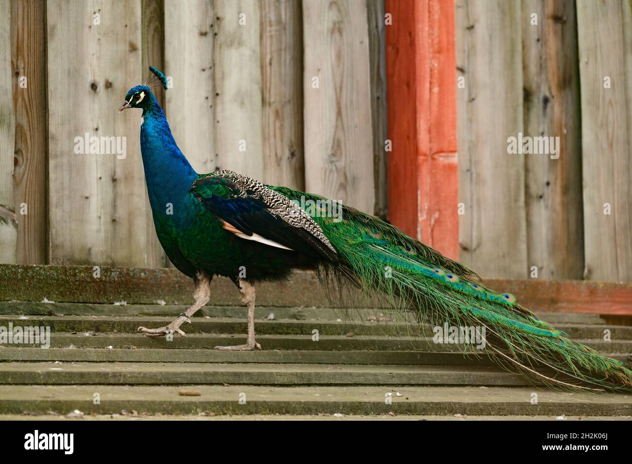 Pavo is a genus of large birds in the Phasianidae family, isolated bird ...