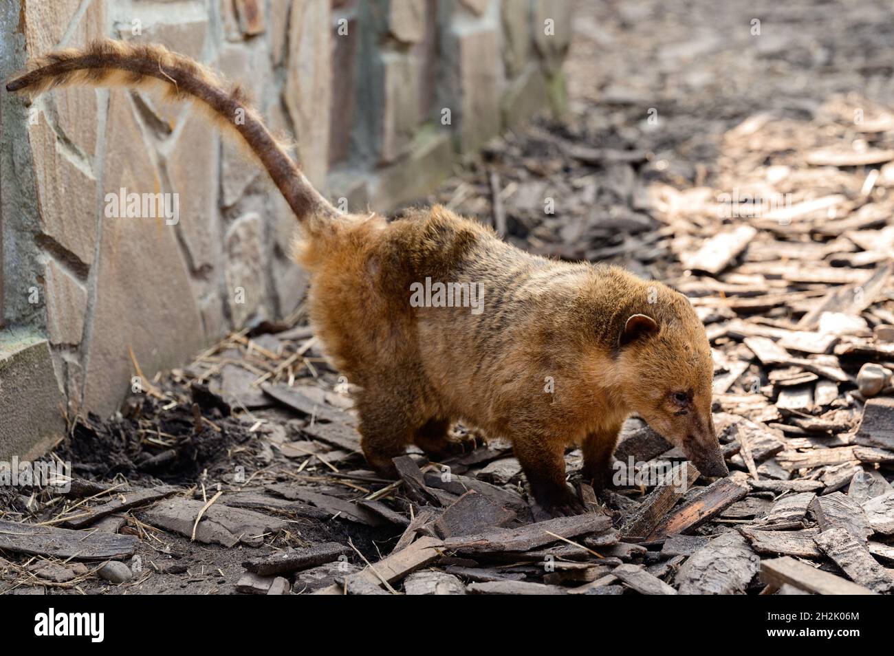 Nasua is a genus of carnivorous mammals in the raccoon family ...