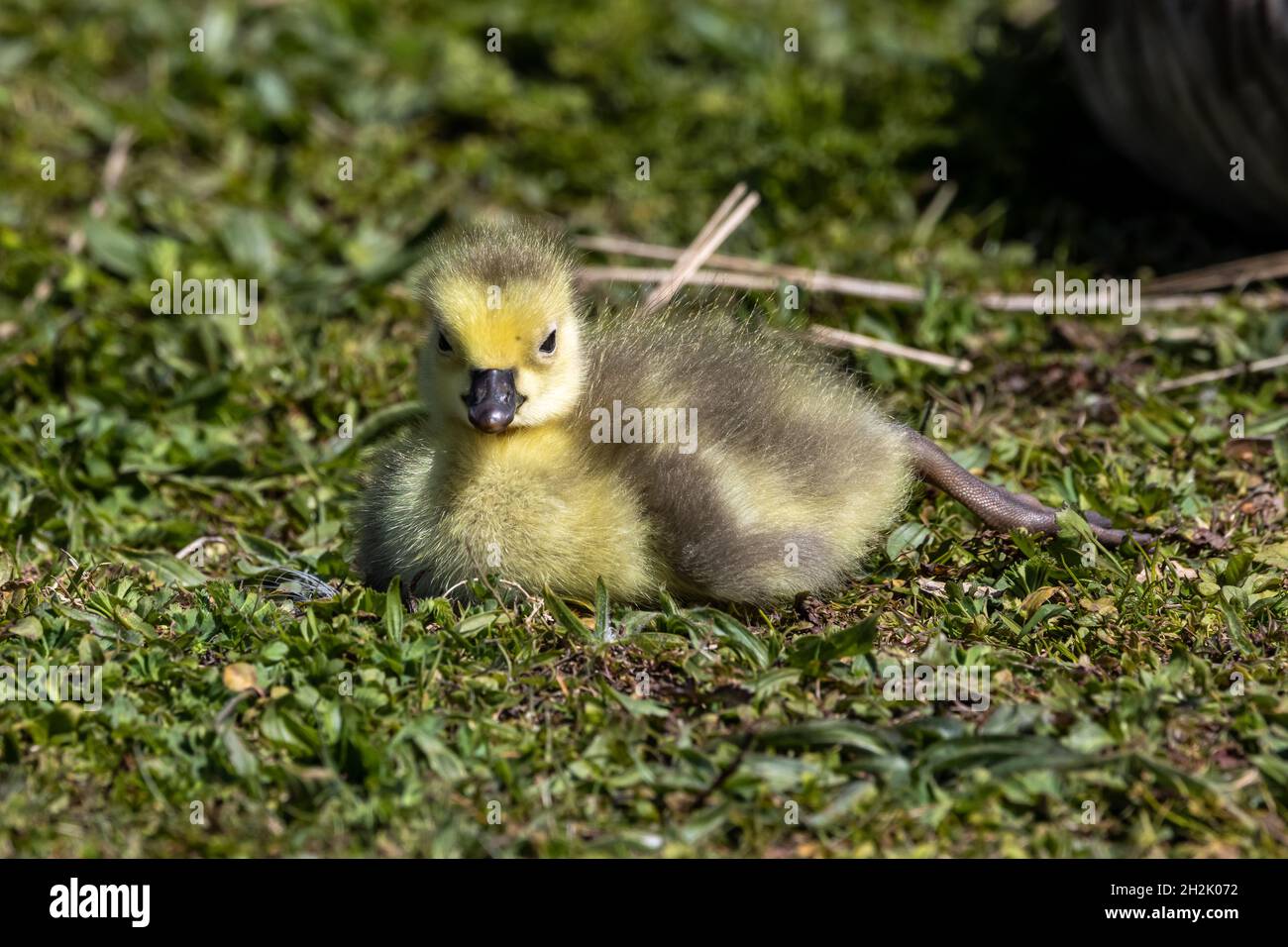 Close up of a beautiful yellow fluffy Canada Goose baby gosling in ...