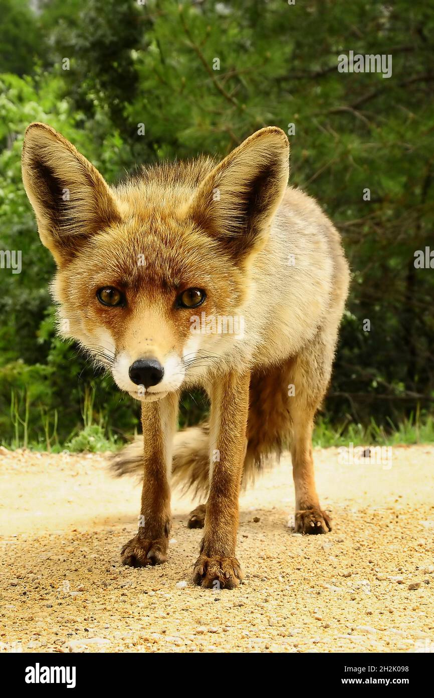 Fox sniffing in full freedom, suspicious and cunning Stock Photo - Alamy
