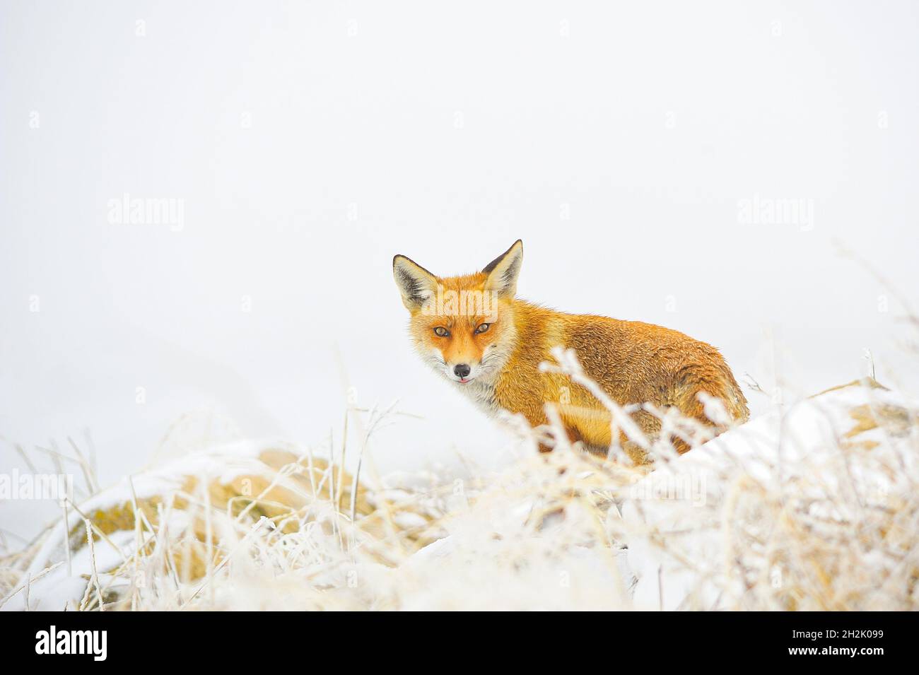 Fox sniffing in full freedom, in snowy field Stock Photo - Alamy