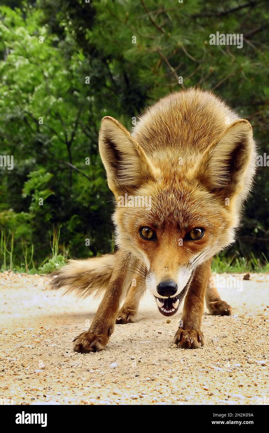 Fox sniffing in full freedom, suspicious and cunning Stock Photo - Alamy