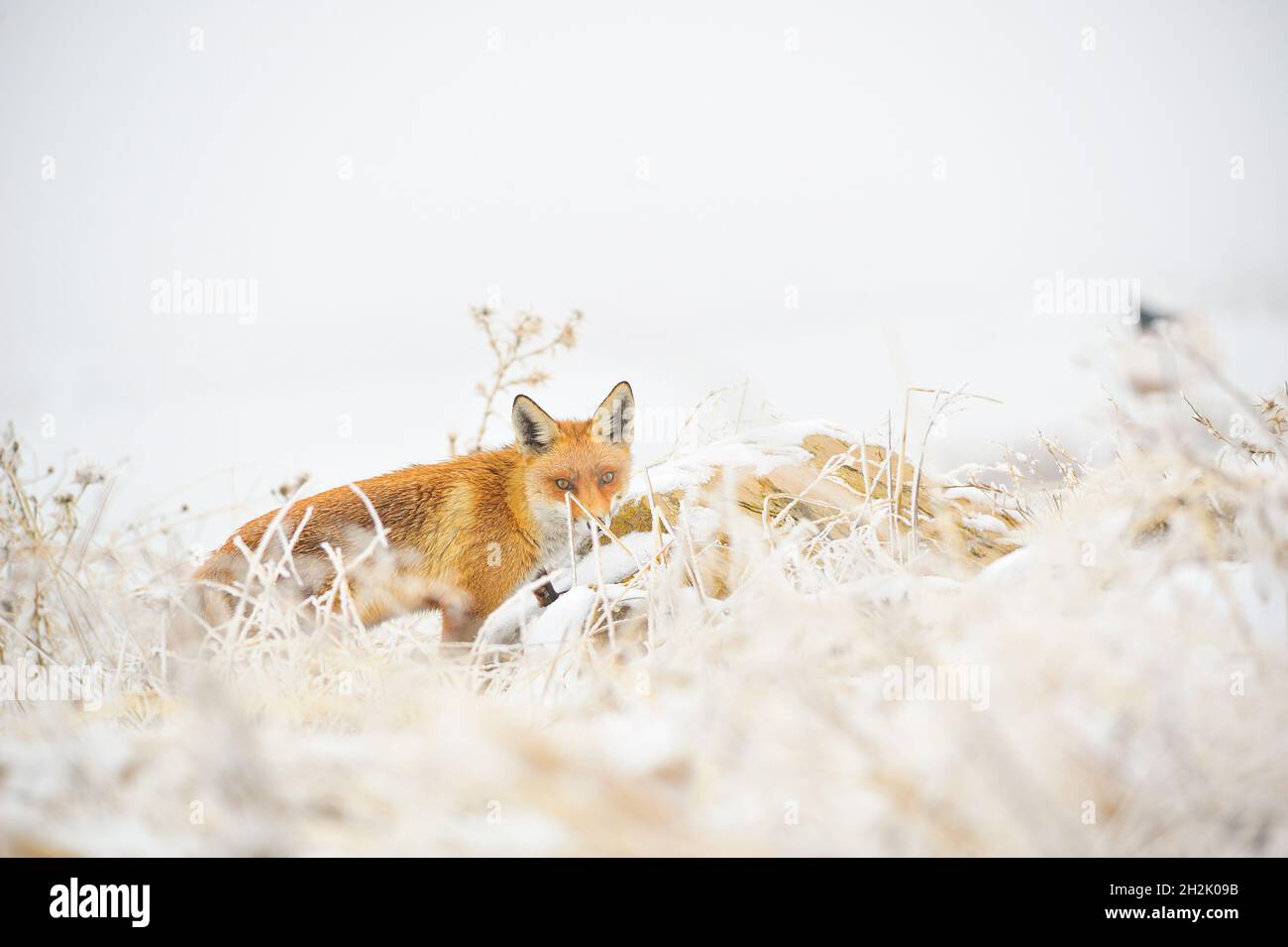 Fox sniffing in full freedom, in snowy field Stock Photo - Alamy